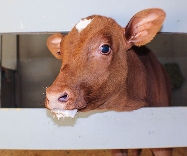 The Friendly Farm - Dublin, NH